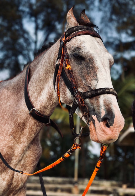 What's Needed in a Tack Box? – Equine Medical and Surgical Associates