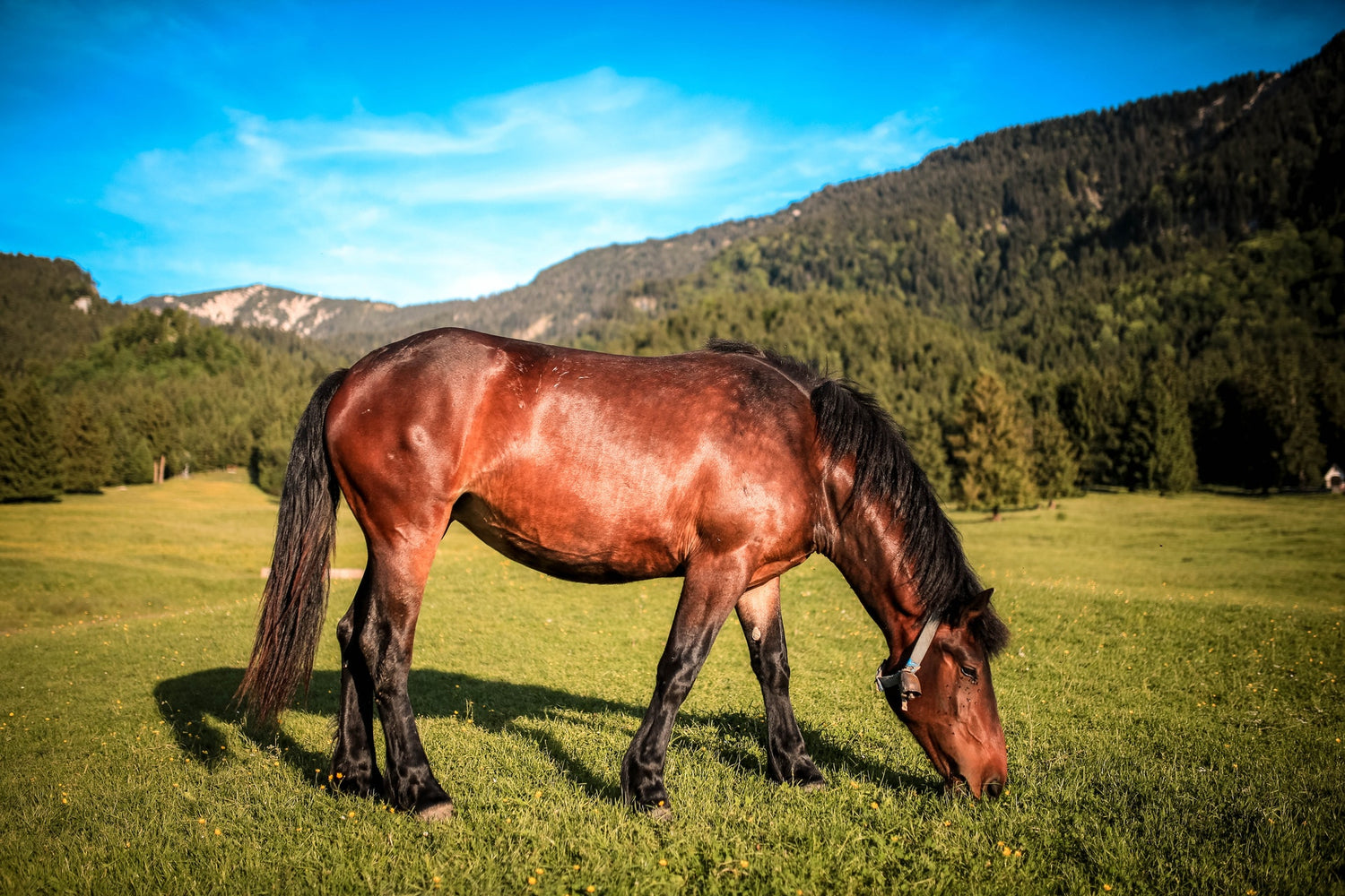 Effectively Managing Your Horse’s COPD – Equine Medical and Surgical ...