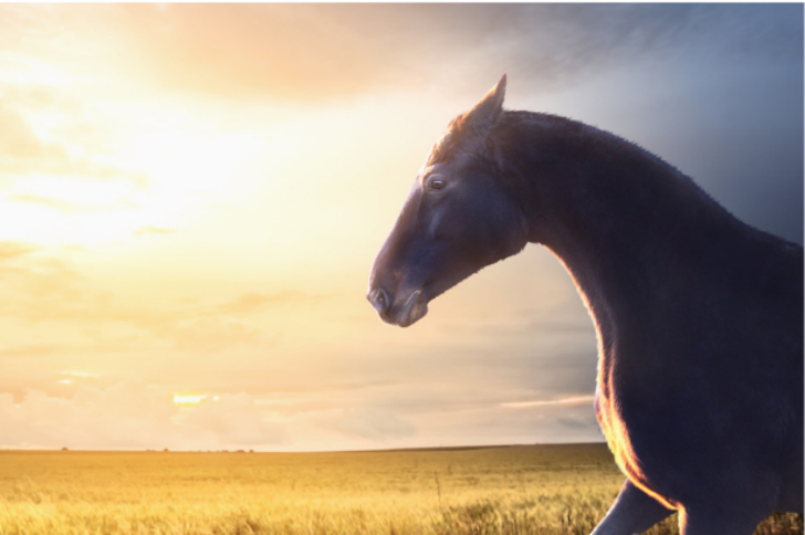 Caring for a Horse with Canker: Tips for Owners – Equine Medical and ...