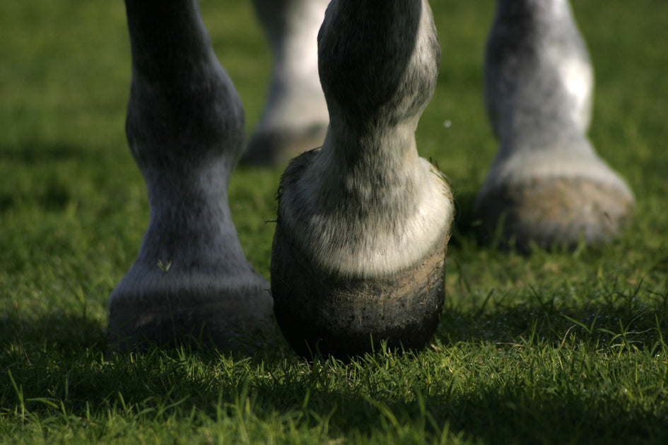 What is Equine Canker? – Equine Medical and Surgical Associates