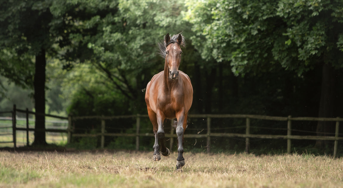 Equine Mood Changes and Ways to Help! – Equine Medical and Surgical ...