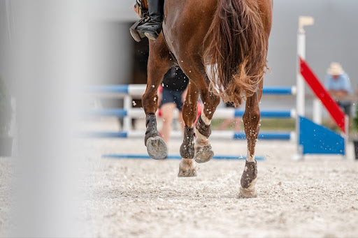 The Importance of Farriers – Equine Medical and Surgical Associates