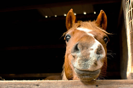 Managing A Moody Mare – Equine Medical and Surgical Associates